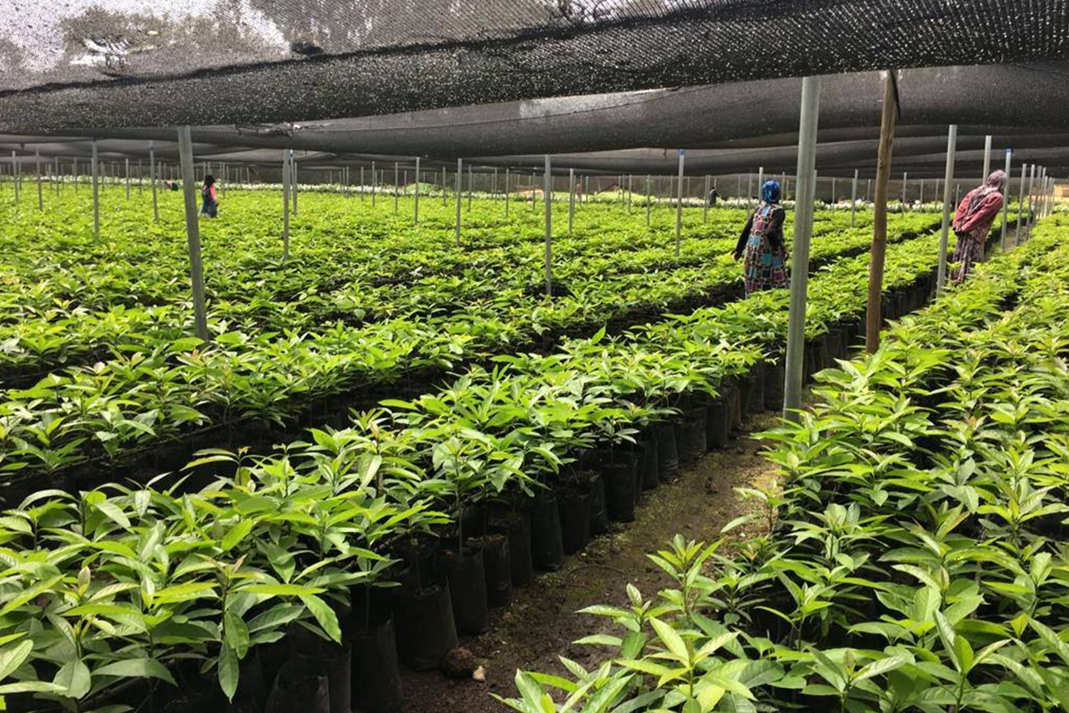 Flower export plummets to zero - Capital Newspaper