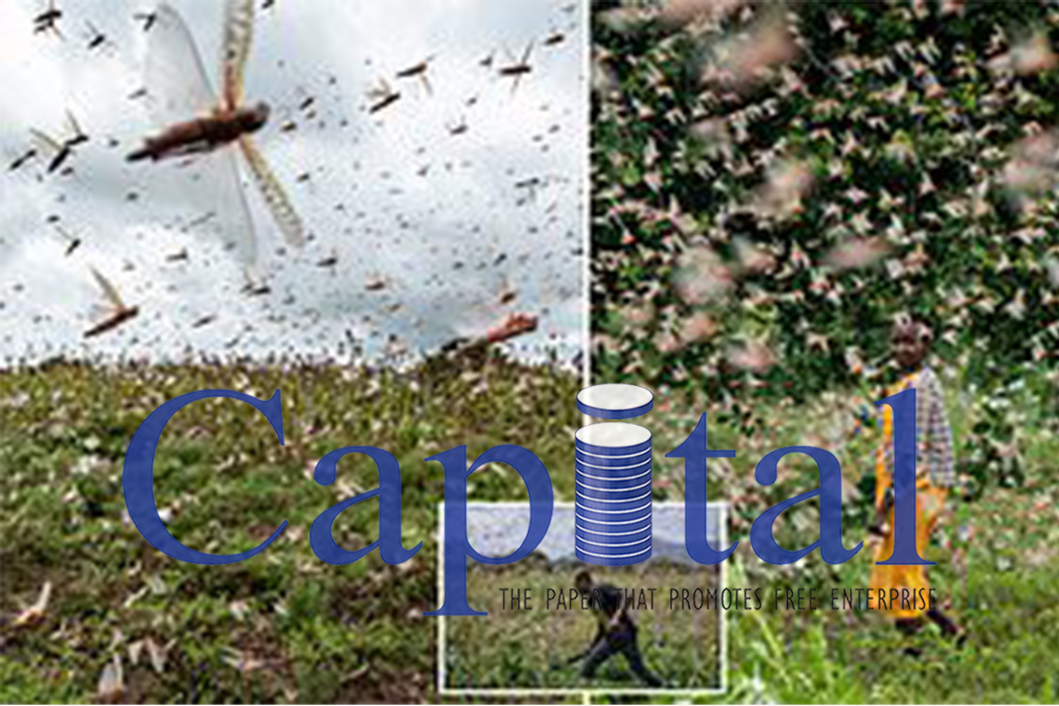 Coronavirus making it impossible to battle devastating locust swarms in ...