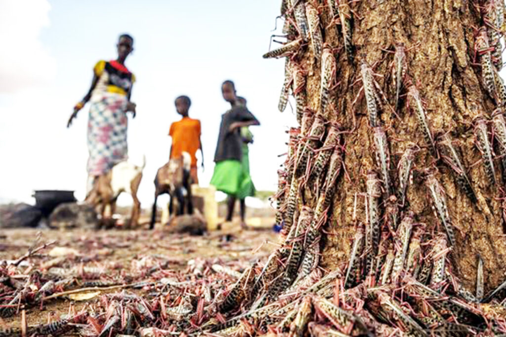 FAO warns desert locusts continue to migrate in East Africa - Capital ...