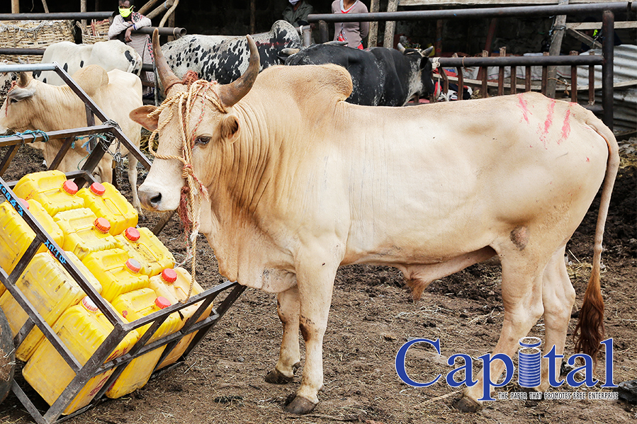 Easter bull | Capital Newspaper