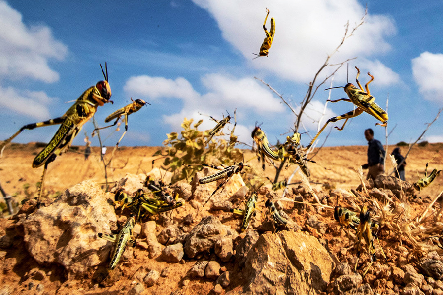 Desert locusts swarm North Eastern Ethiopia - Capital Newspaper
