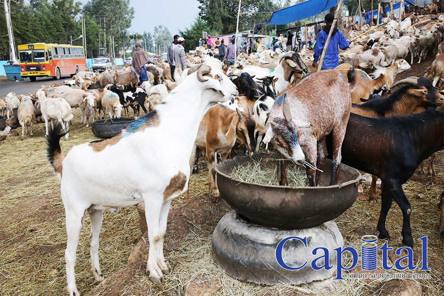 Holiday market in Genna bonanza | Capital Newspaper