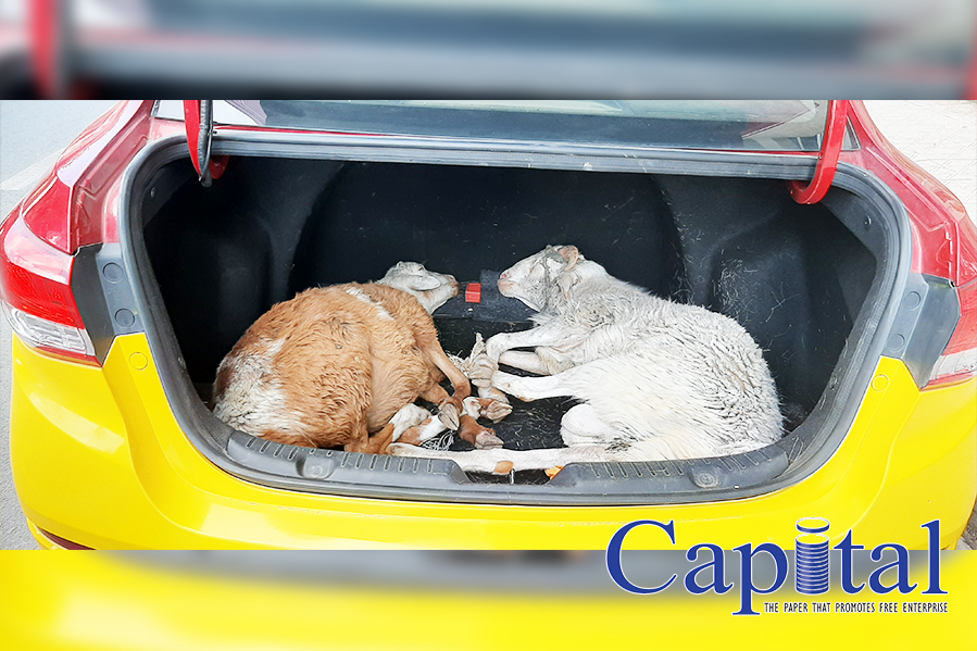 Holiday sheep - Capital Newspaper