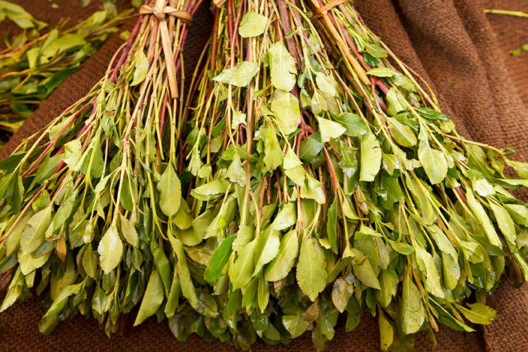 Khat gets a stimulating change in directive - Capital Newspaper