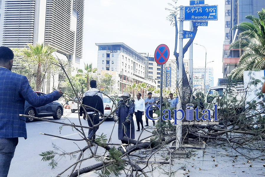 destroying trees - Capital Newspaper